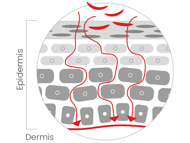 MyCli - Cosmeceuticals and supplements for anti-aging